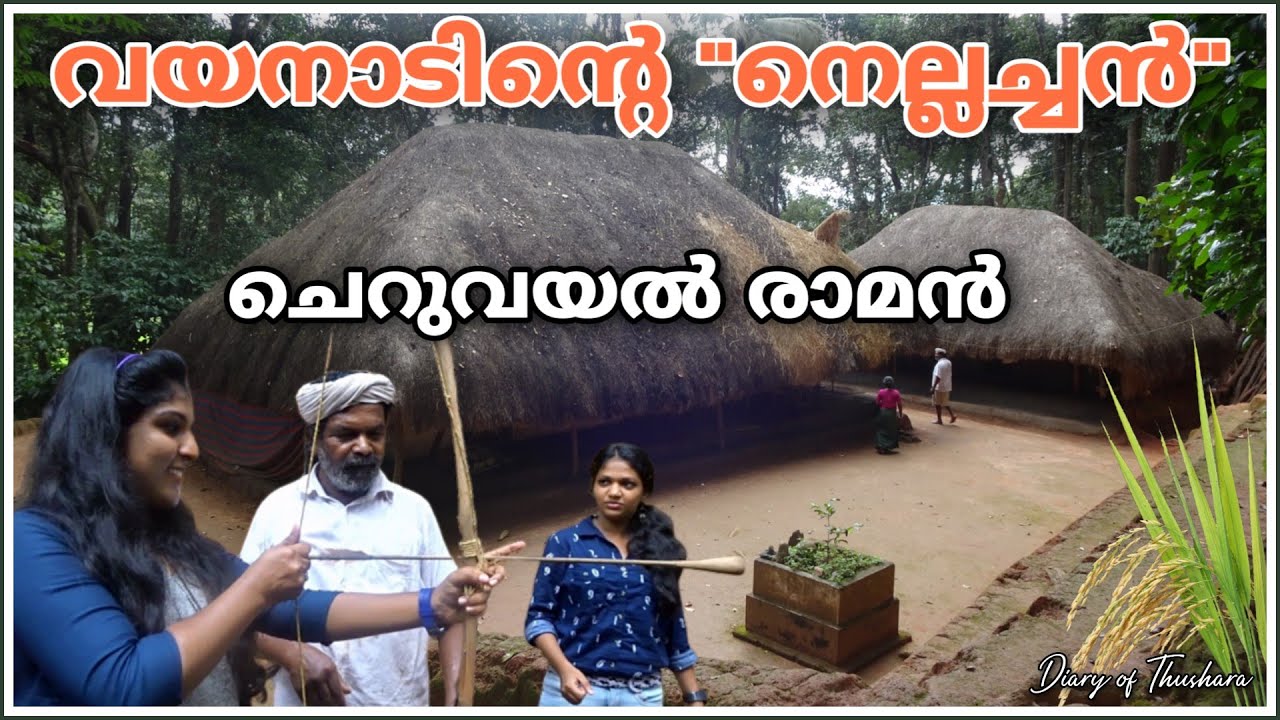 ചെറുവയൽ രാമൻ | നെല്ലിനങ്ങളുടെ ജീൻബാങ്കർ | Cheruvayal Raman the Guardian ...