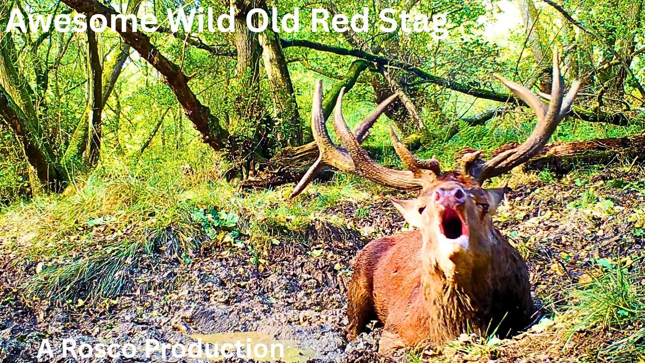 Awesome Old Monster Red Stag Competes At The Wallow - YouTube