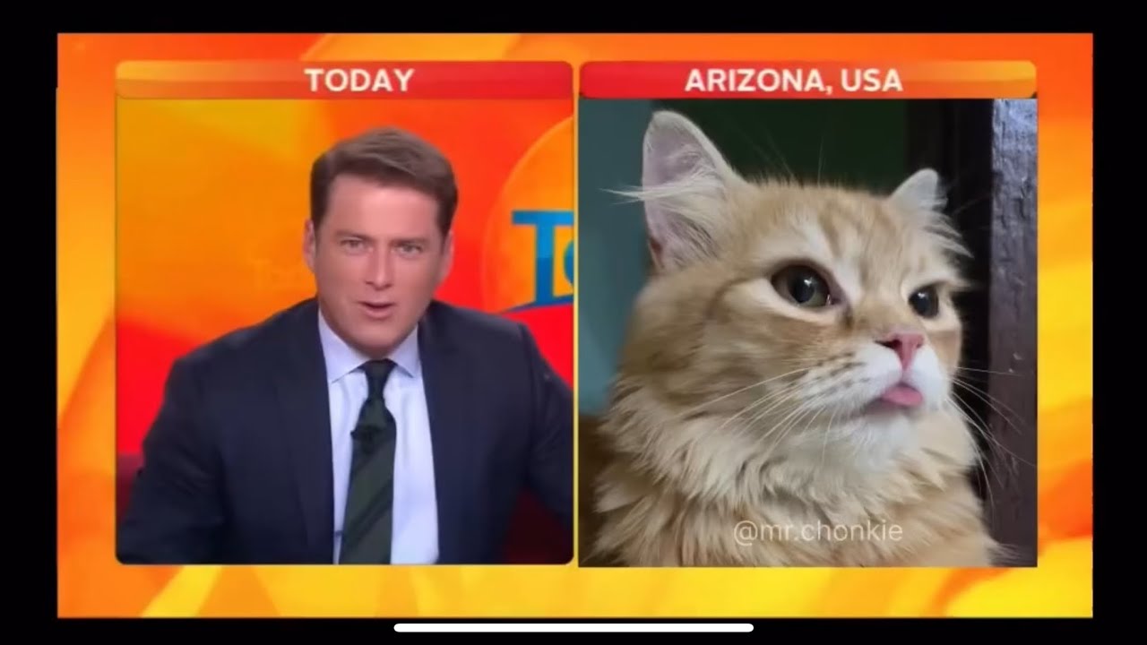 Cat accidentally attends news interview | cat funny video - YouTube