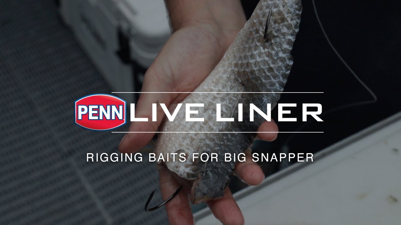 PENN Live Liner | Rigging Baits For Big Snapper - YouTube