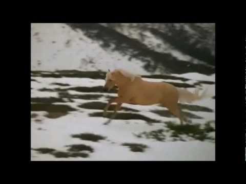 Silver Brumby trailer