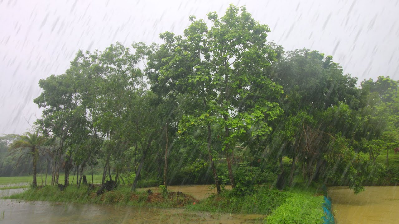 Rainy Days - Walking and Fishing in the Rain | Amazing Village Life in ...