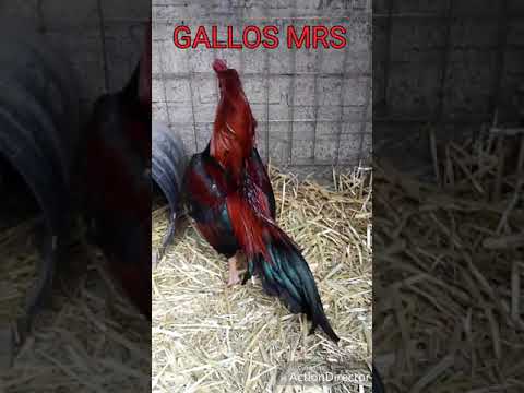 Asil cobra - YouTube