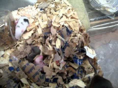 tri color mouse babies ten days old - YouTube
