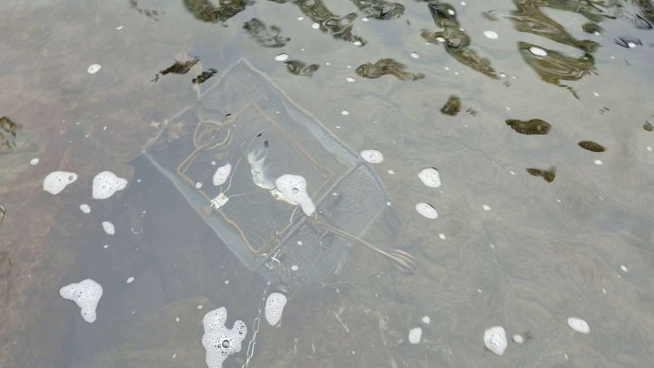 Baited Otter Set - 330 Conibear in wire box - horizontal - YouTube