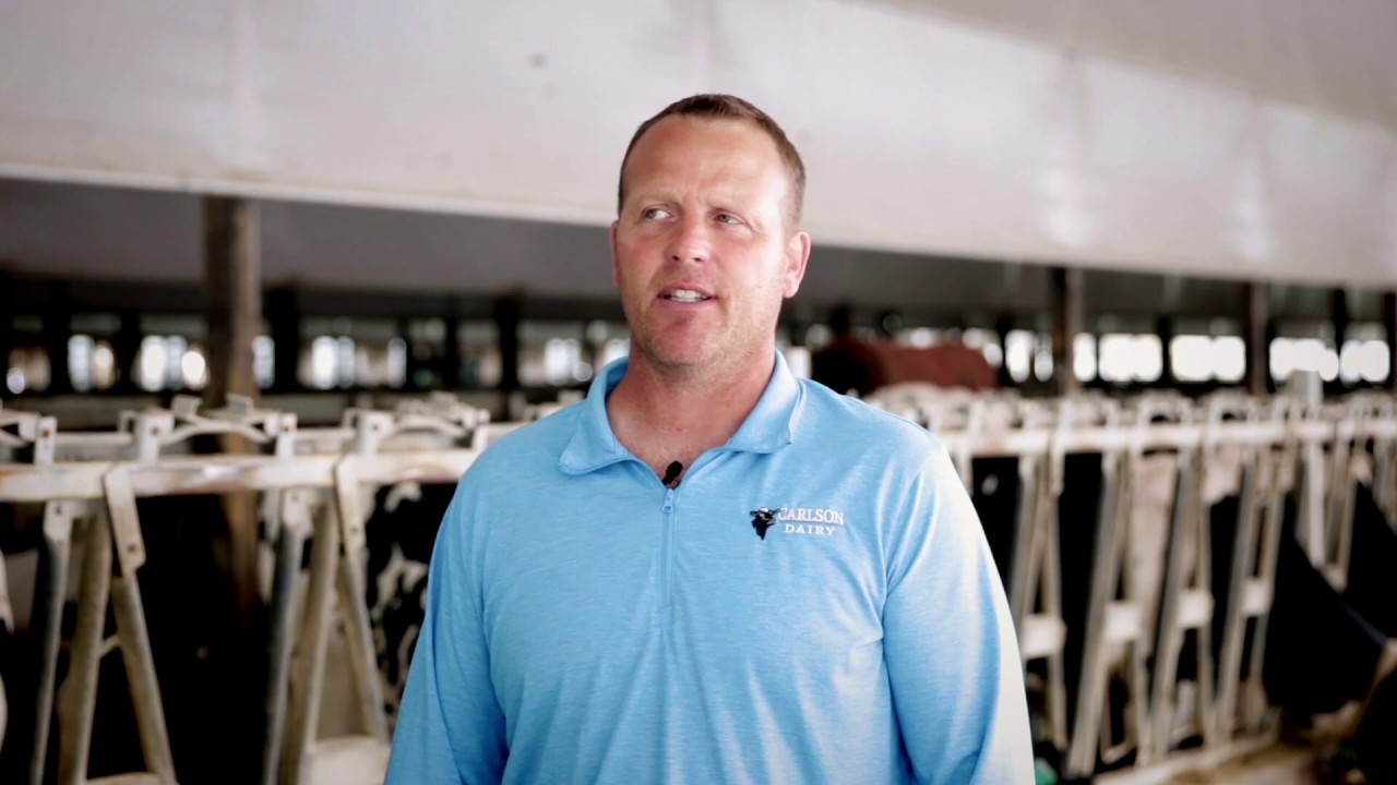 Carlson Dairy - Farm Profile - Featuring GEA CowScout - YouTube