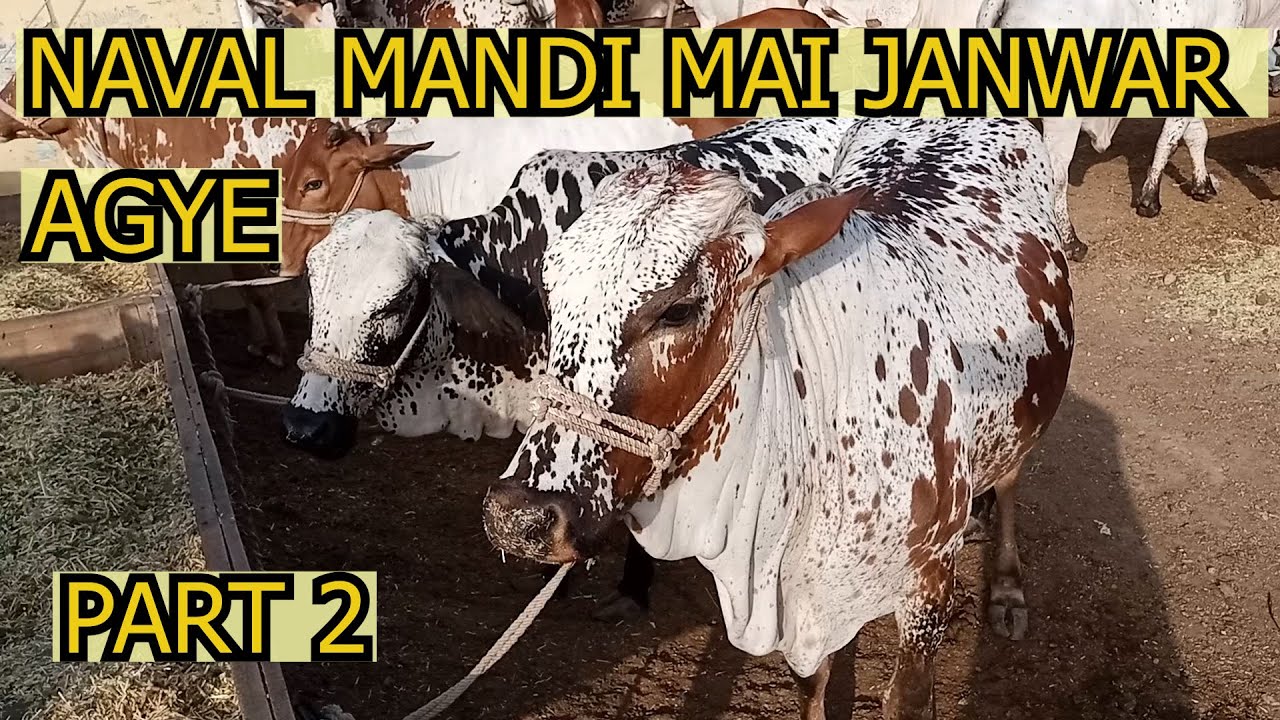 NAVAL MANDI MAI AGYE JANWAR PART 2 | MANDI VLOGS - YouTube