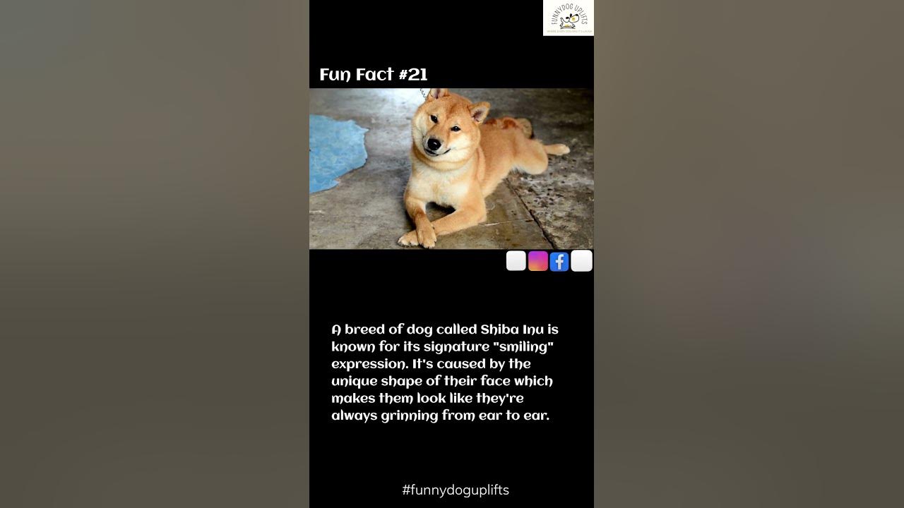 Fun Fact #21 - YouTube