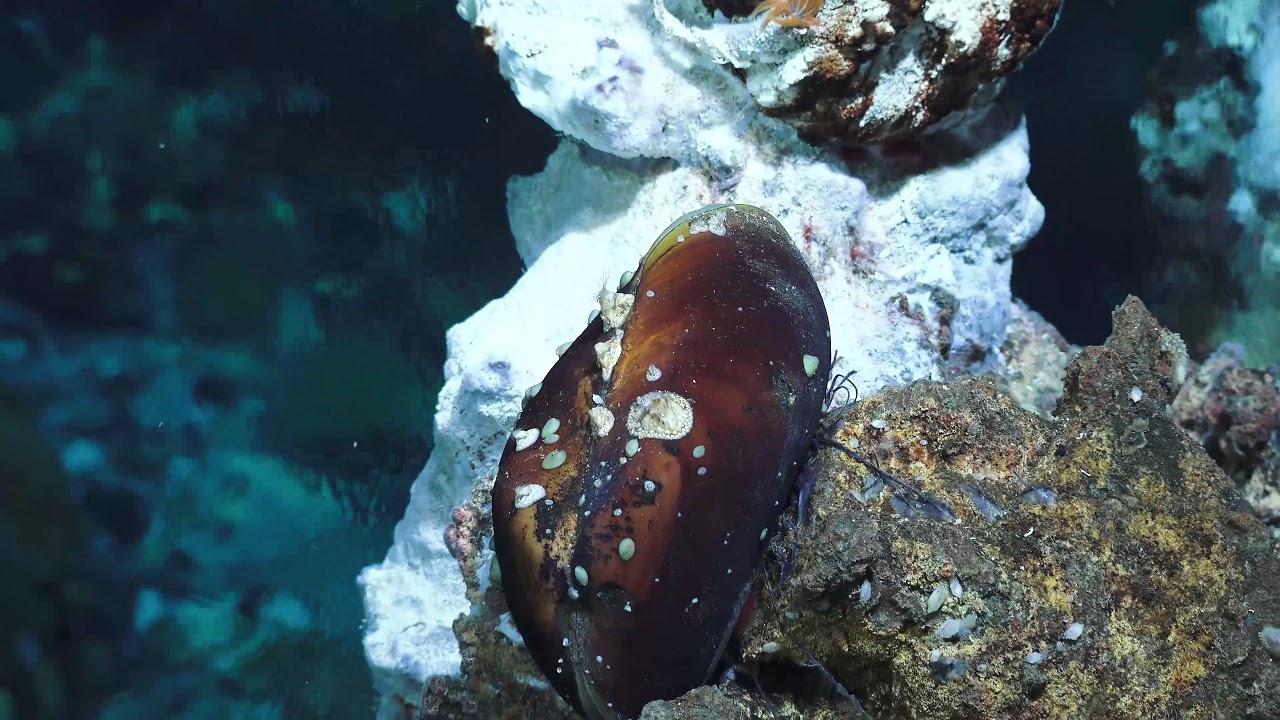 Underwater Fire - 4K ROV Highlights - Biology - FK171110 - YouTube