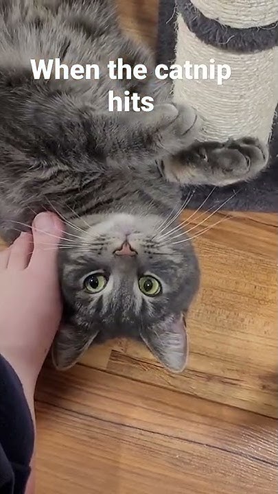 When the catnip hits 😂 - YouTube