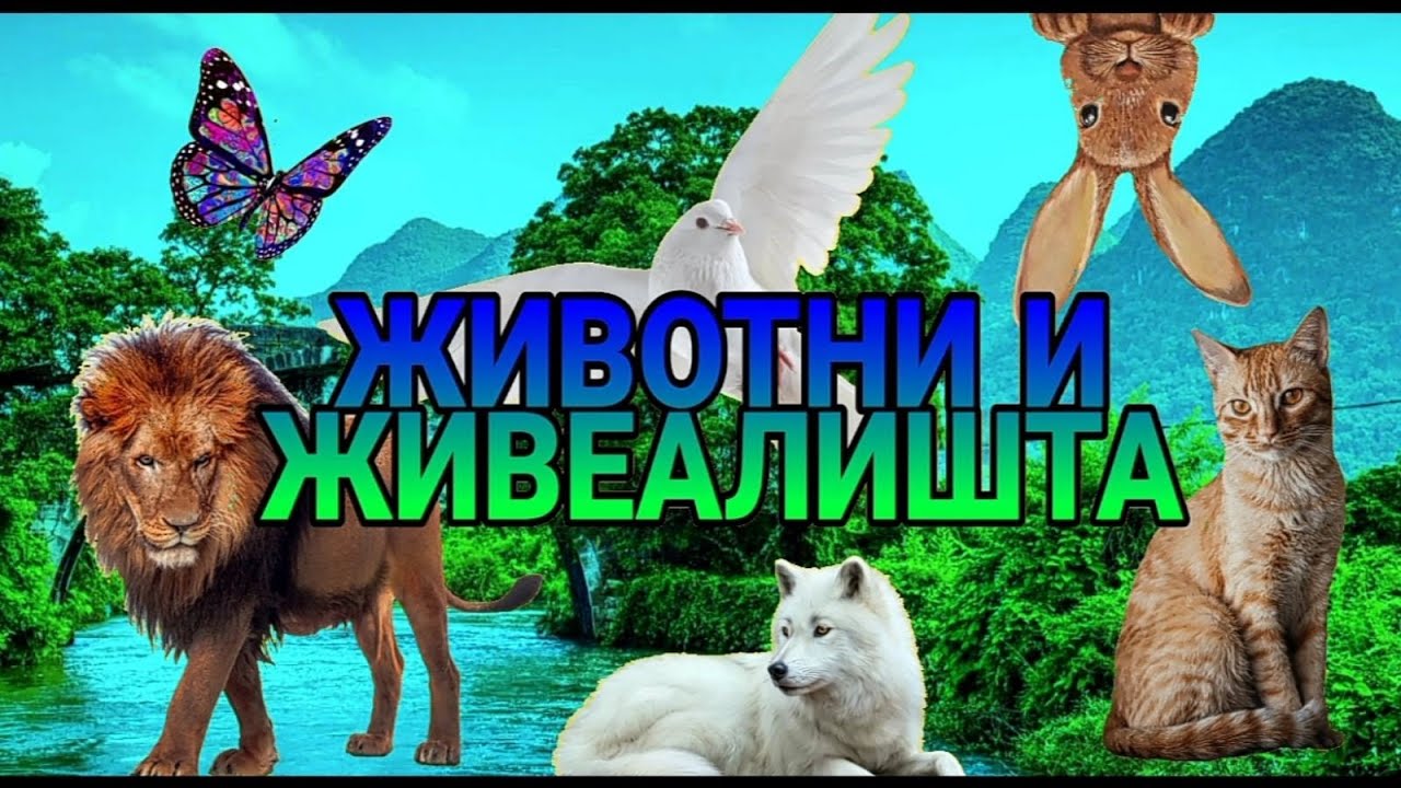Животни и Живеалишта Поучно Видео за Сите Vii одделение Youtube