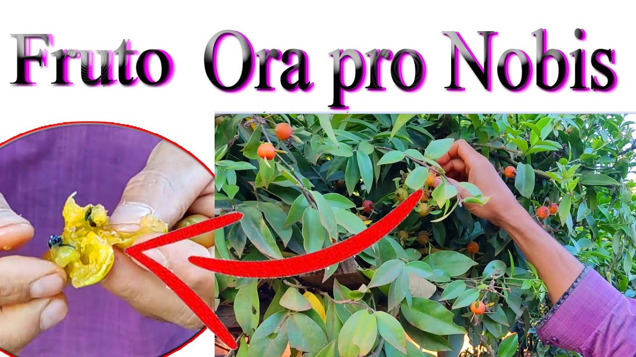 Fruto Do ORA PRO NOBIS YouTube fruto-do-ora-pro-nobis-youtube