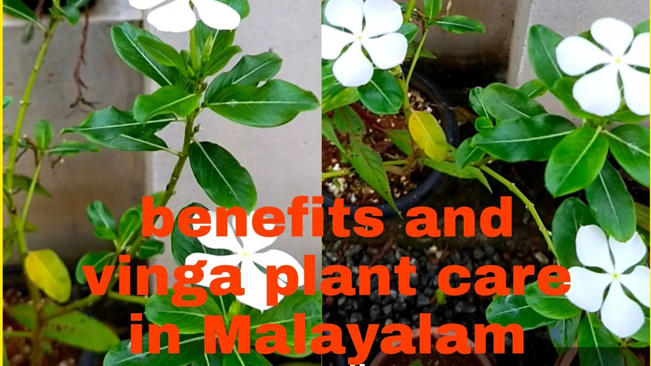 vinga plant || How to care vinga plant and it's certain benefits - YouTube
