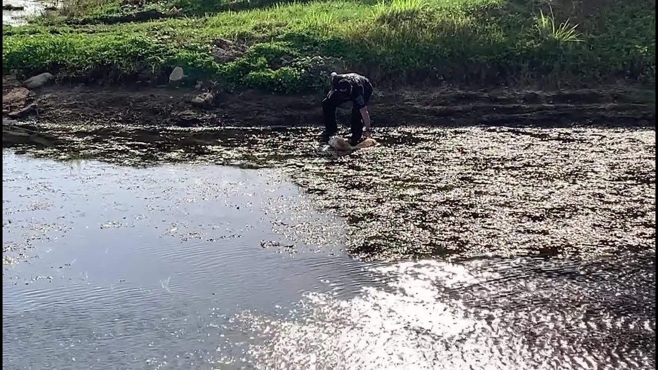 Florida police officer rescues dog stuck in mud - YouTube