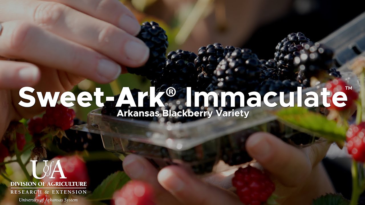 Sweet-Ark® Immaculate™ Blackberry (Cultivar: 'A-2718T') | Arkansas ...