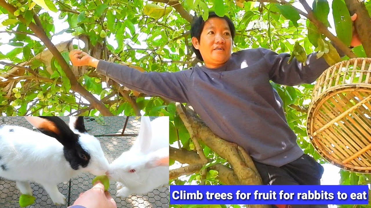 Climb trees for fruit for rabbits to eat - YouTube