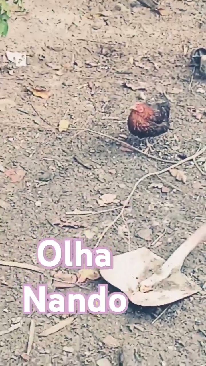 Galinha#shorts - YouTube