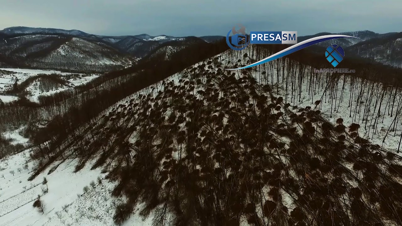 VIDEOREPORTAJ. Padure distrusa la Tarna Mare - YouTube