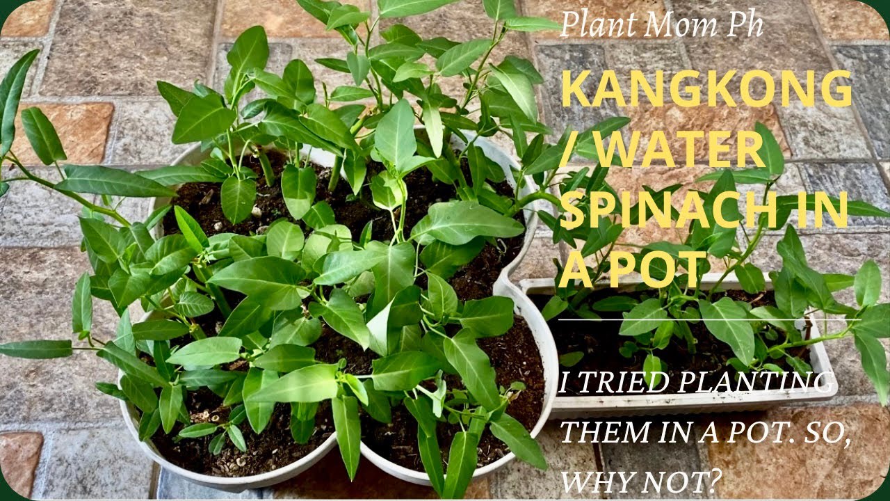 KANGKONG / WATER SPINACH IN A POT | VLOG #39 - YouTube