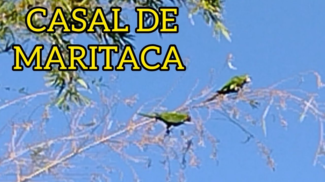 CASAL DE MARITACA CANTANDO NO BAMBUZAL. CANTO DE MARITACA NO BAMBUZAL ...