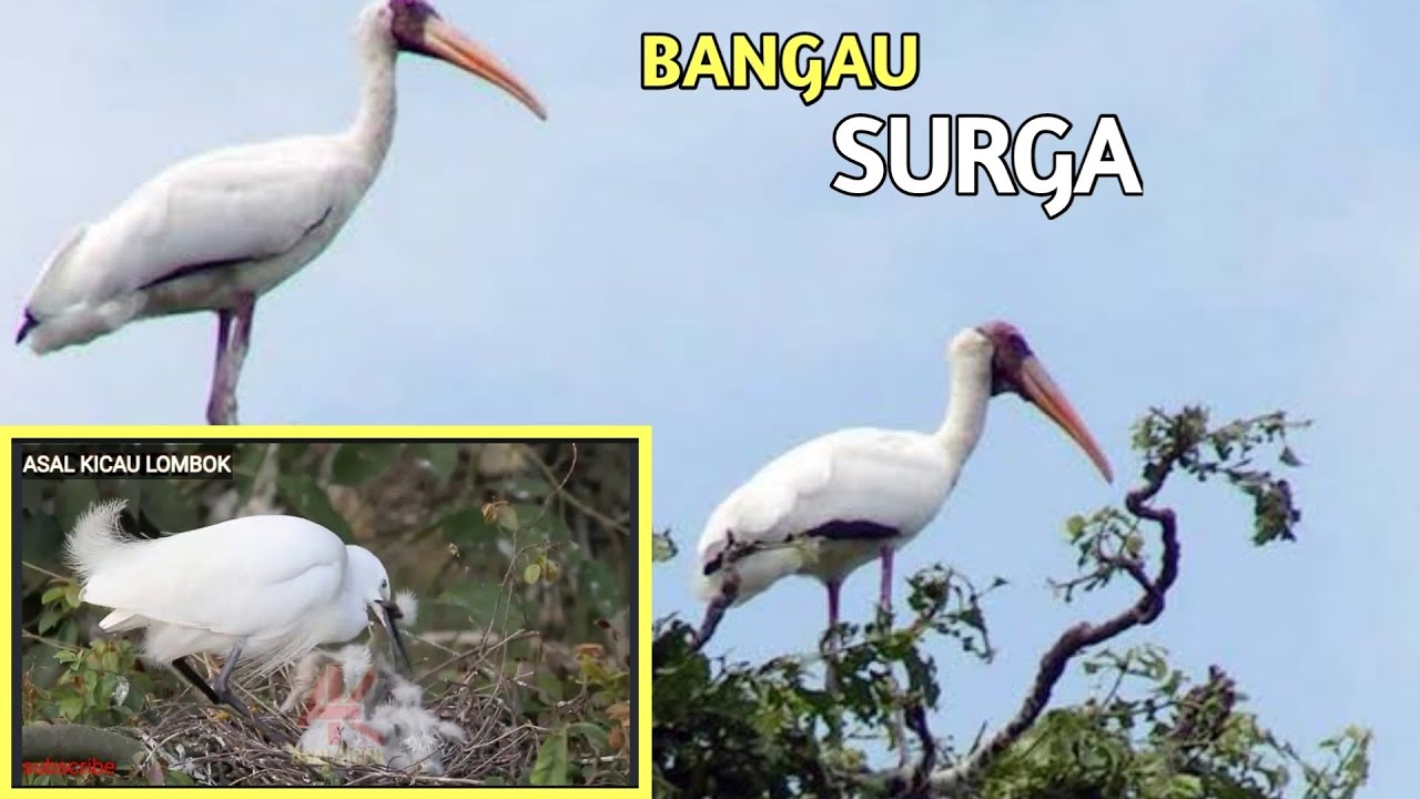 Indukan Burung Bangau Surga Ngeloloh Anaknya👶 - YouTube