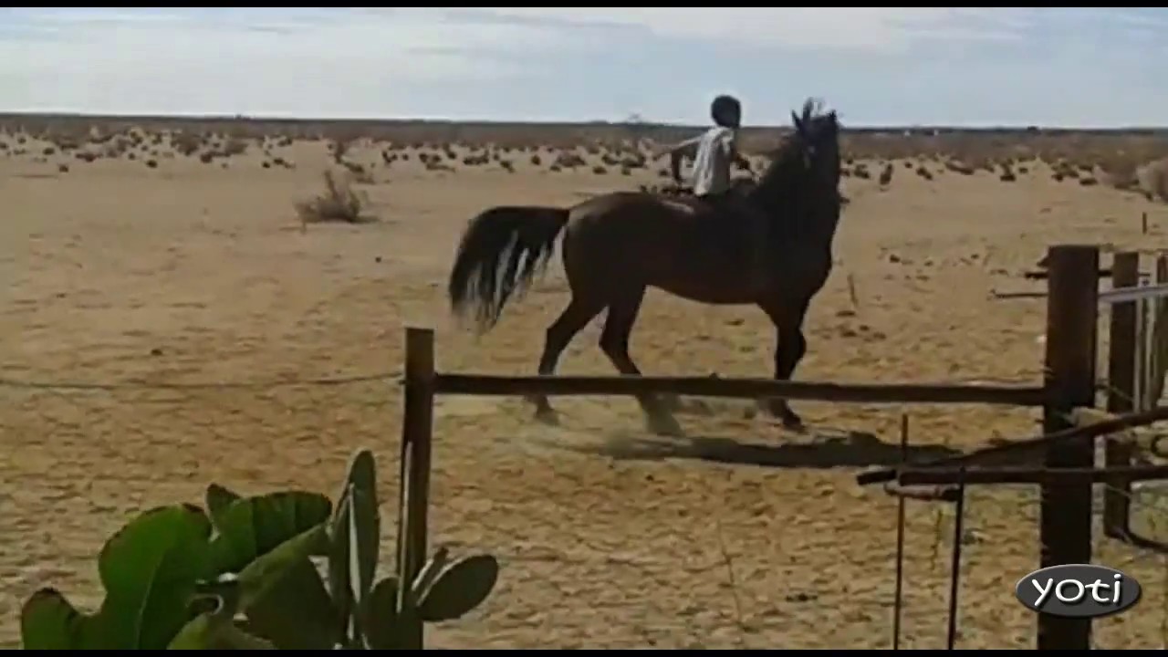 Amazing horse riding by young boy. - YouTube