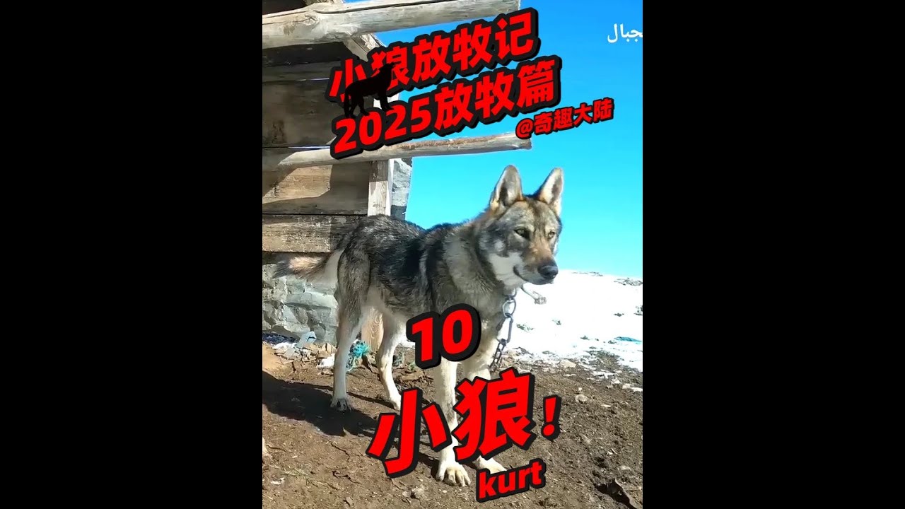 【小狼放牧记】2025放牧篇，牧区惊现狼熊，熊犬深夜大战 #神奇动物在抖音 #牧羊犬 #狼 #熊 #狗 - YouTube