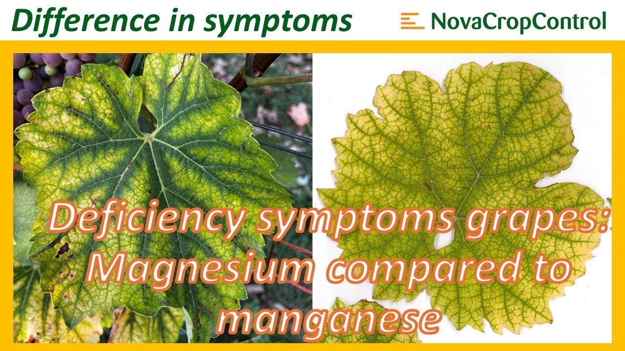 Grapes: Difference between magnesium and manganese deficiency - YouTube