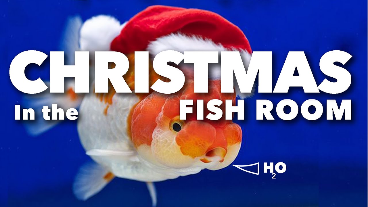 Sleigh Bells & Scales: A Fishy Christmas Celebration - YouTube