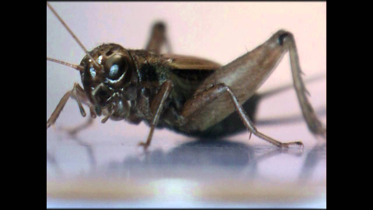 Cricket Extreme Close Up - Microscope Video - Macro Video - Backyard ...