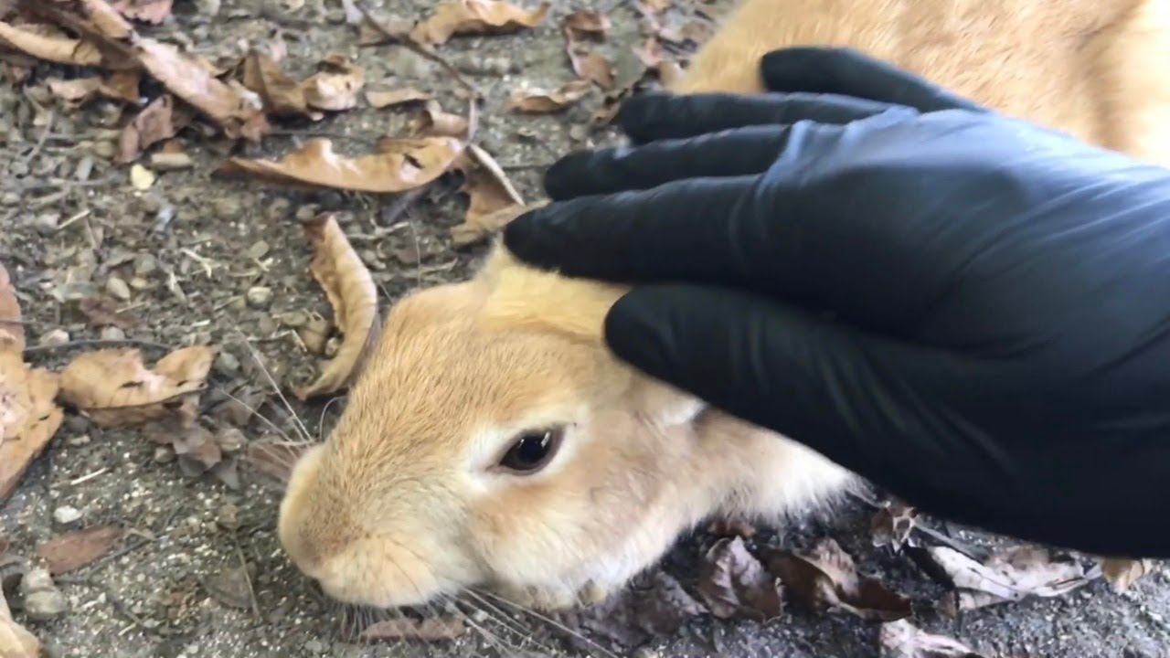 I petted the rabbit and it melted. - YouTube