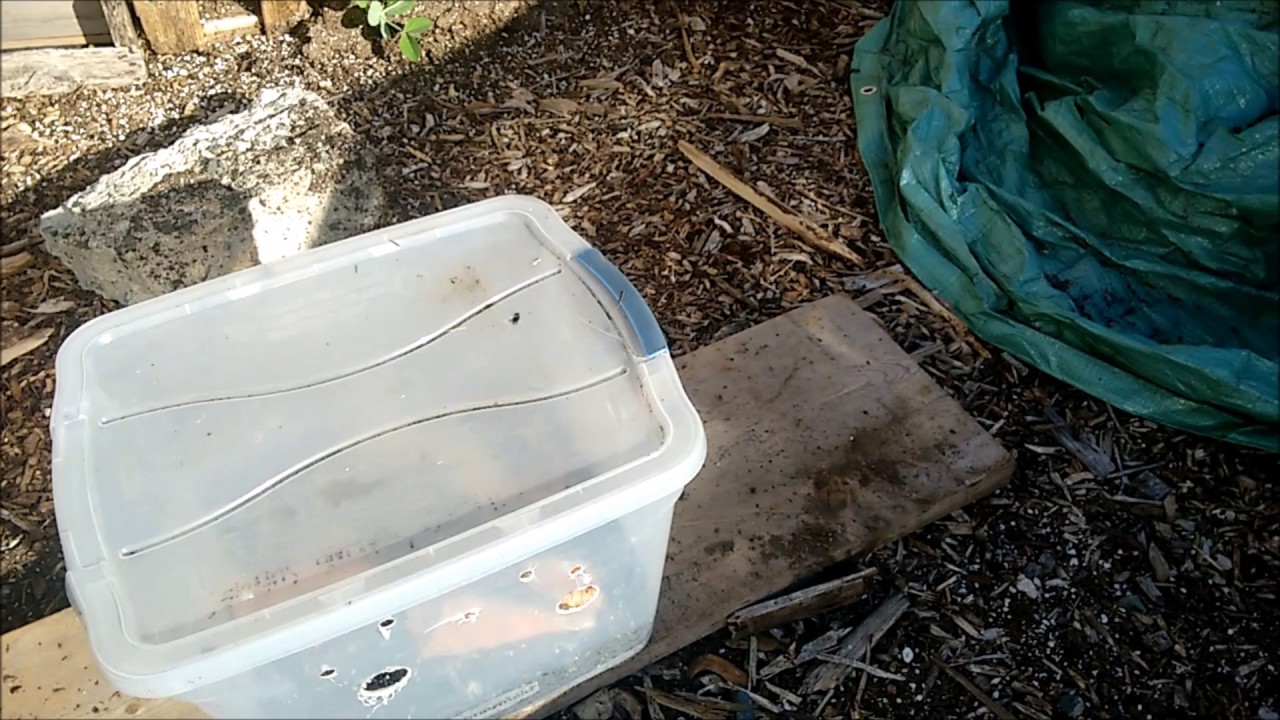 Capturing Flies - YouTube