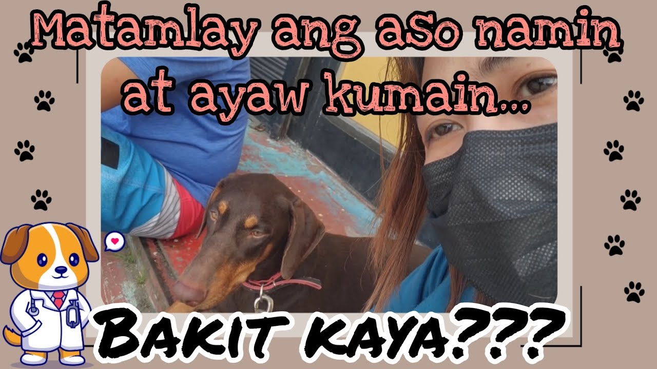 Matamlay ang aming pet dog at ayaw kumain...BAKIT KAYA? - YouTube