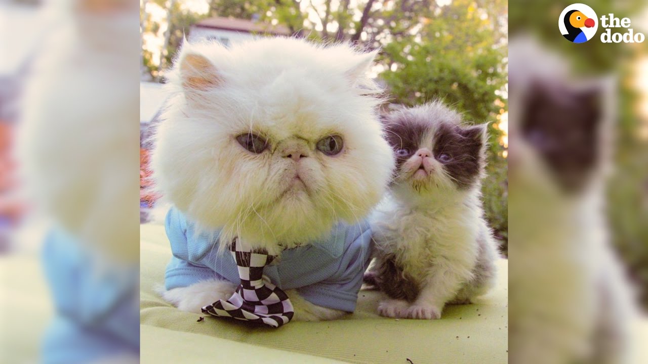 Cat Taught His Little Sister Everything He Knows | The Dodo - YouTube