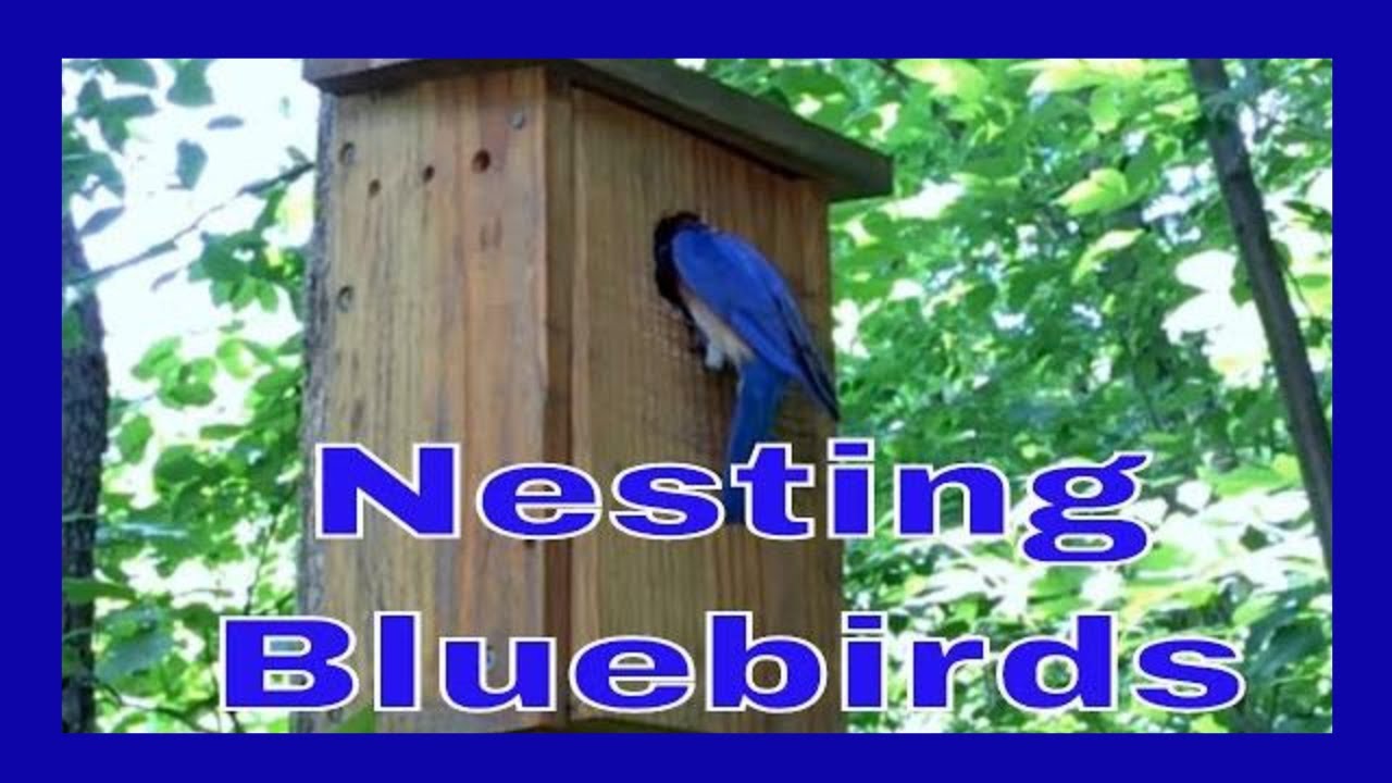 Bluebird House | Nesting Cam - YouTube