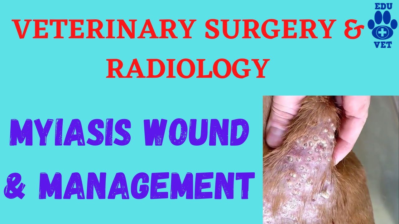 8.VSR-Wounds-Myiasis Wound & Its Management - YouTube