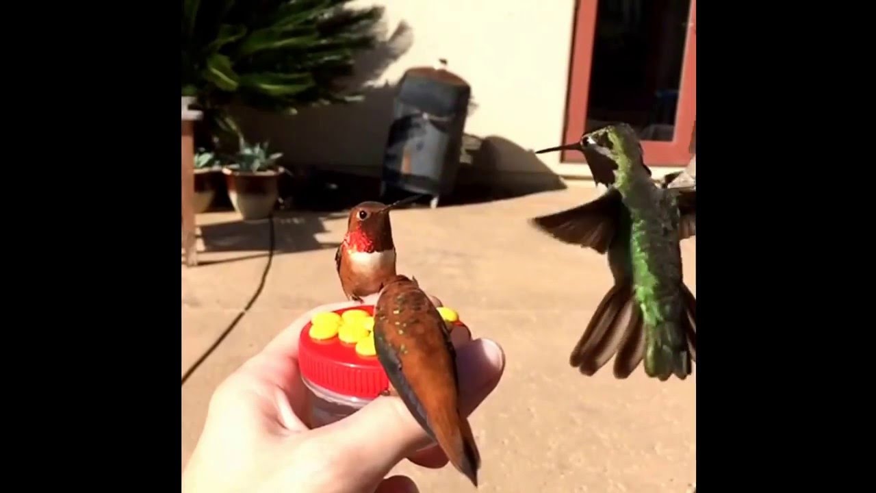 Merlin and His Evil Twin Morgan! Rufous Hummingbirds @hummingbirdsxoxo ...