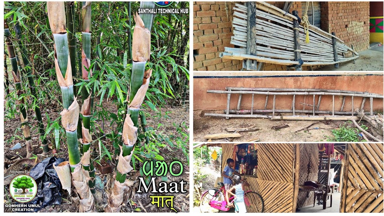 Bambusa vulgaris,bamboo, Bans,maat,bamboo common name, Bamboo ...