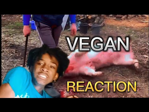 (VEGAN) REACT TO THE SLAUGHTER OF PIGS ( Gets Crazy) - YouTube