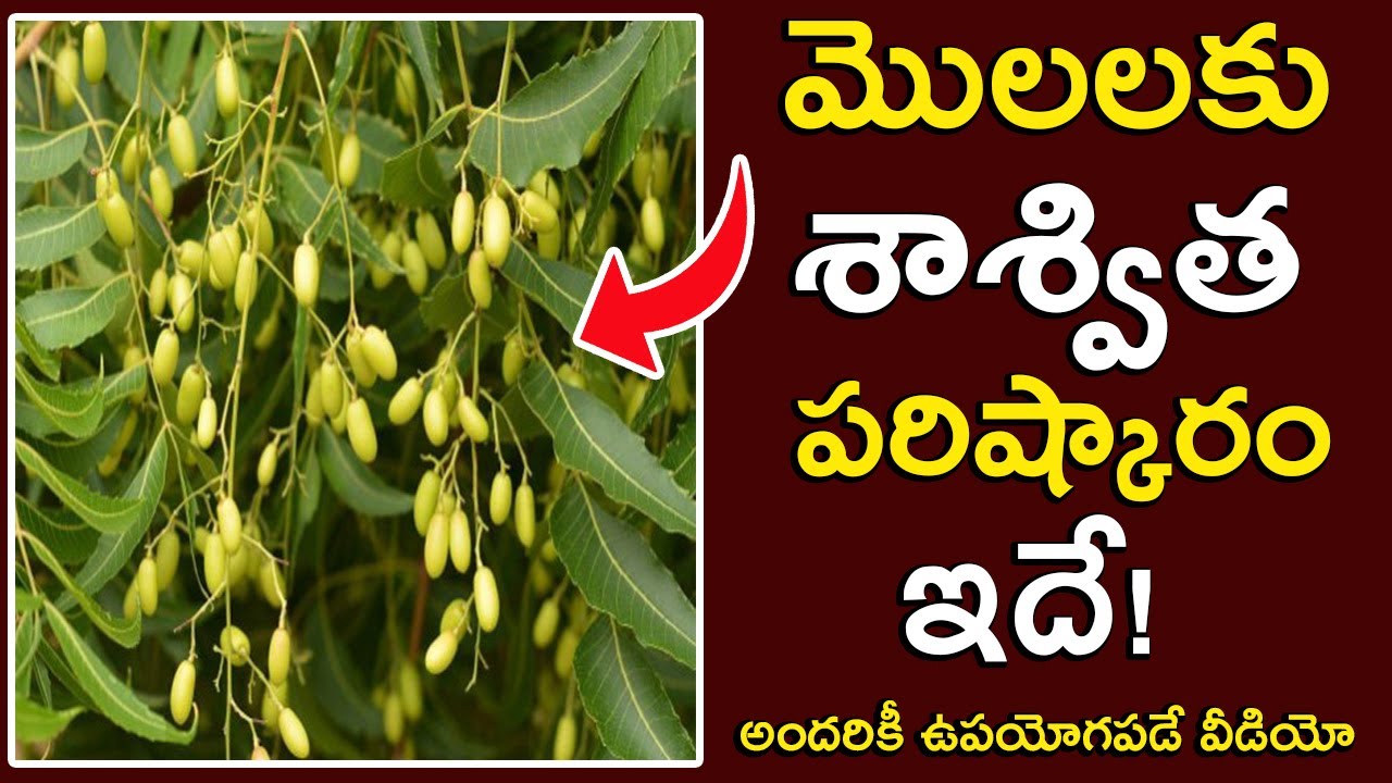 డాక్టర్లను అవాక్కు చేసిన మొలలకు శాశ్విత పరిష్కారం ఇదే ! | vepa chettu ...