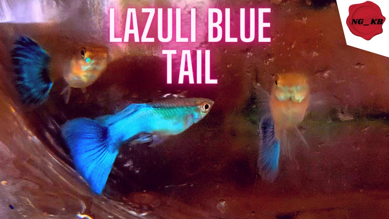 GUPPY FISH CARE ! FANCY GUPPY STRAIN - LAZULI BLUE TAIL - YouTube