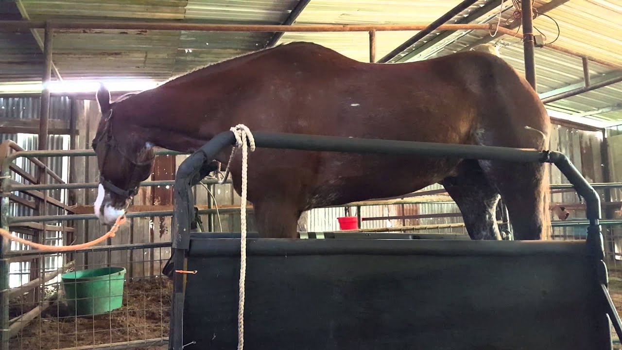 Zar enjoying EQUIVIBE plate 3-17-16 - YouTube