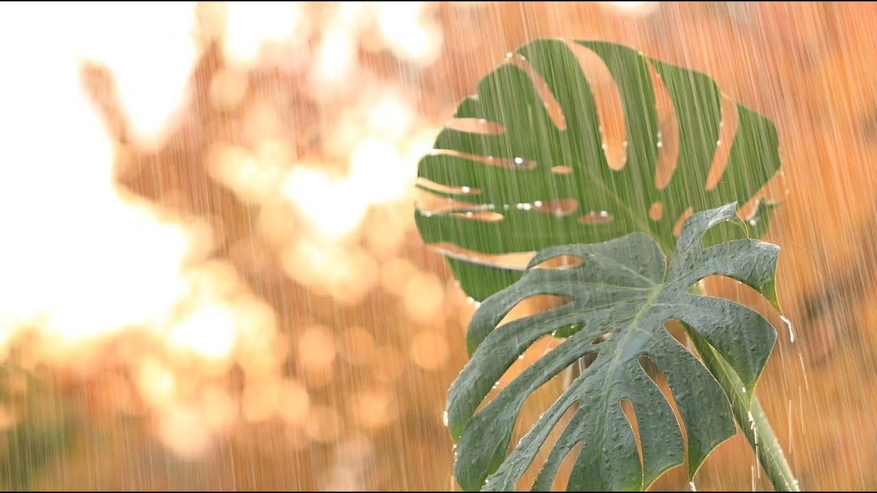 Tropical rain white noise for children to fall asleep Restoration ...