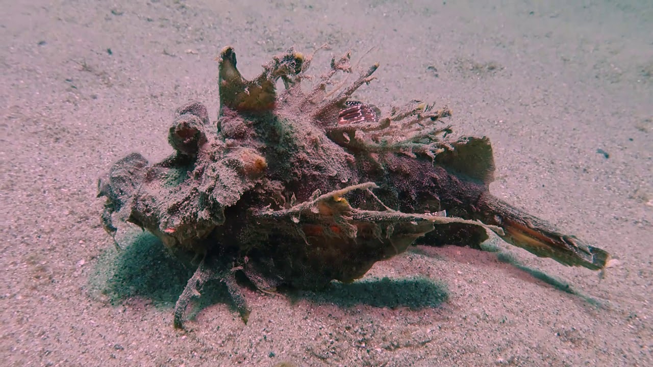 Inimicus filamentosus - YouTube