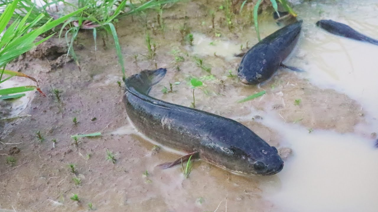 Amazing Two Men Walk To Catch Fish In The Field Very Happy When They ...