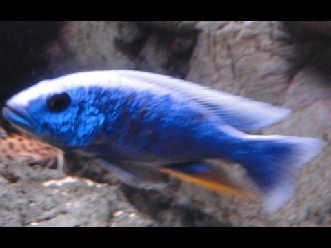 Sciaenochromis Fryeri Iceberg African Cichlid Malawi - YouTube