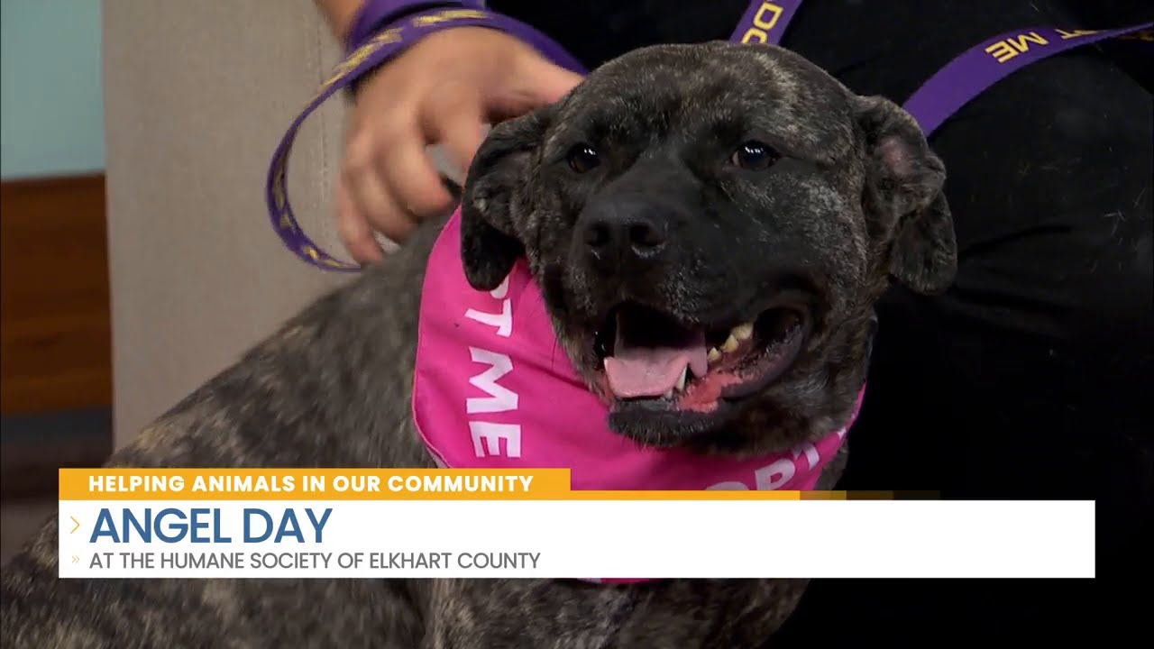 Angel Day at the Humane Society of Elkhart County - YouTube