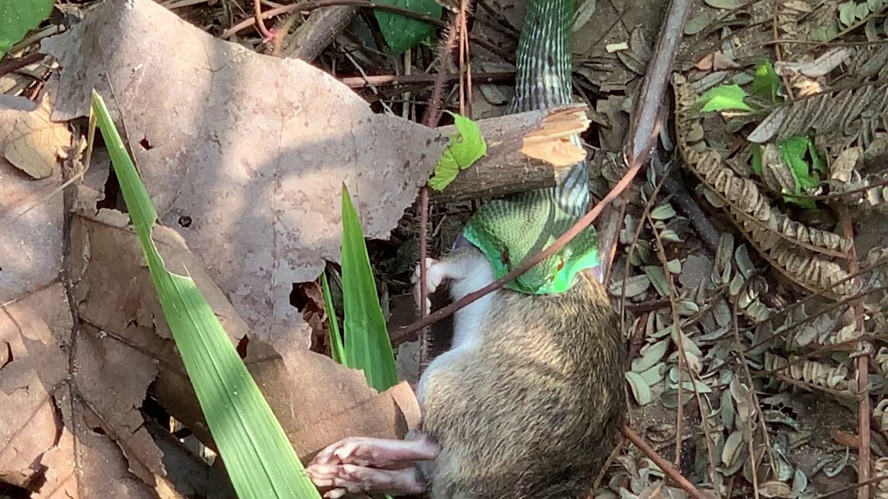 Snake Versus Rat - Narrated by World Champion Stig Severinsen - David ...