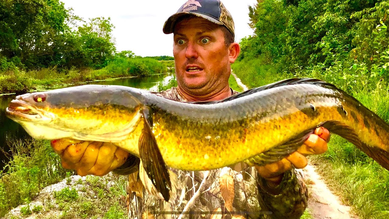 Snakehead Fishing with VERY SPECIAL FAN! Catch Clean Cook Epic ...