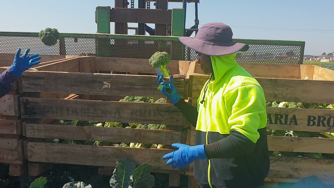 cutting broccoli santa maria bros farm - YouTube